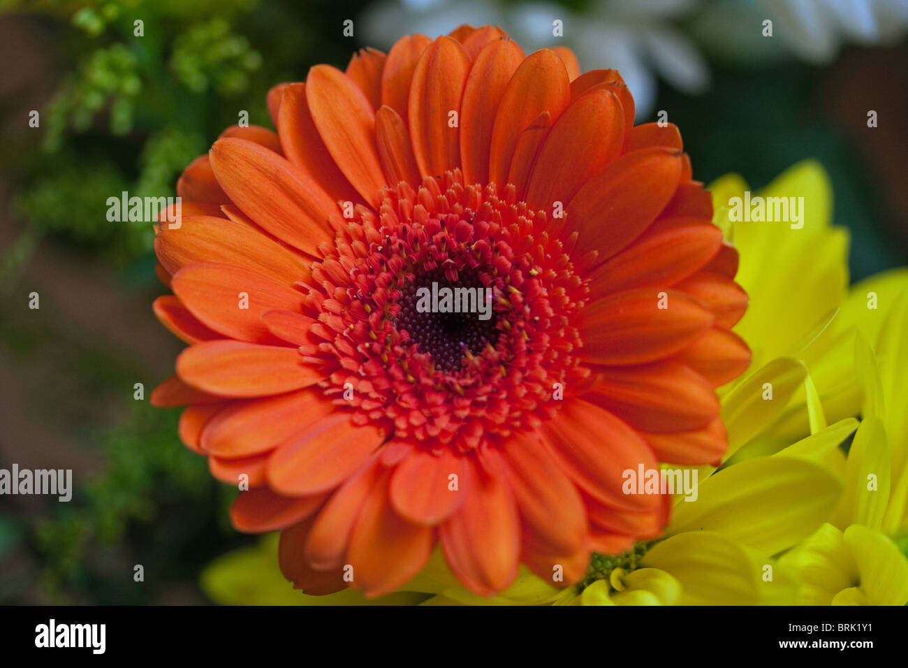 closeup image of a gerbera, macro Stock Photo - Alamy