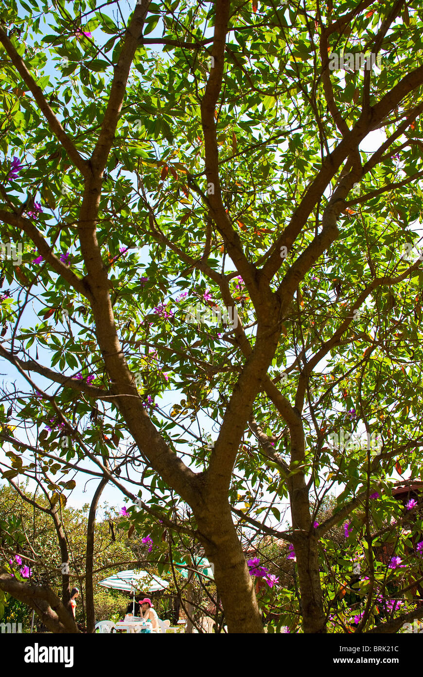 Brazil country in world in hi-res stock photography and images - Alamy