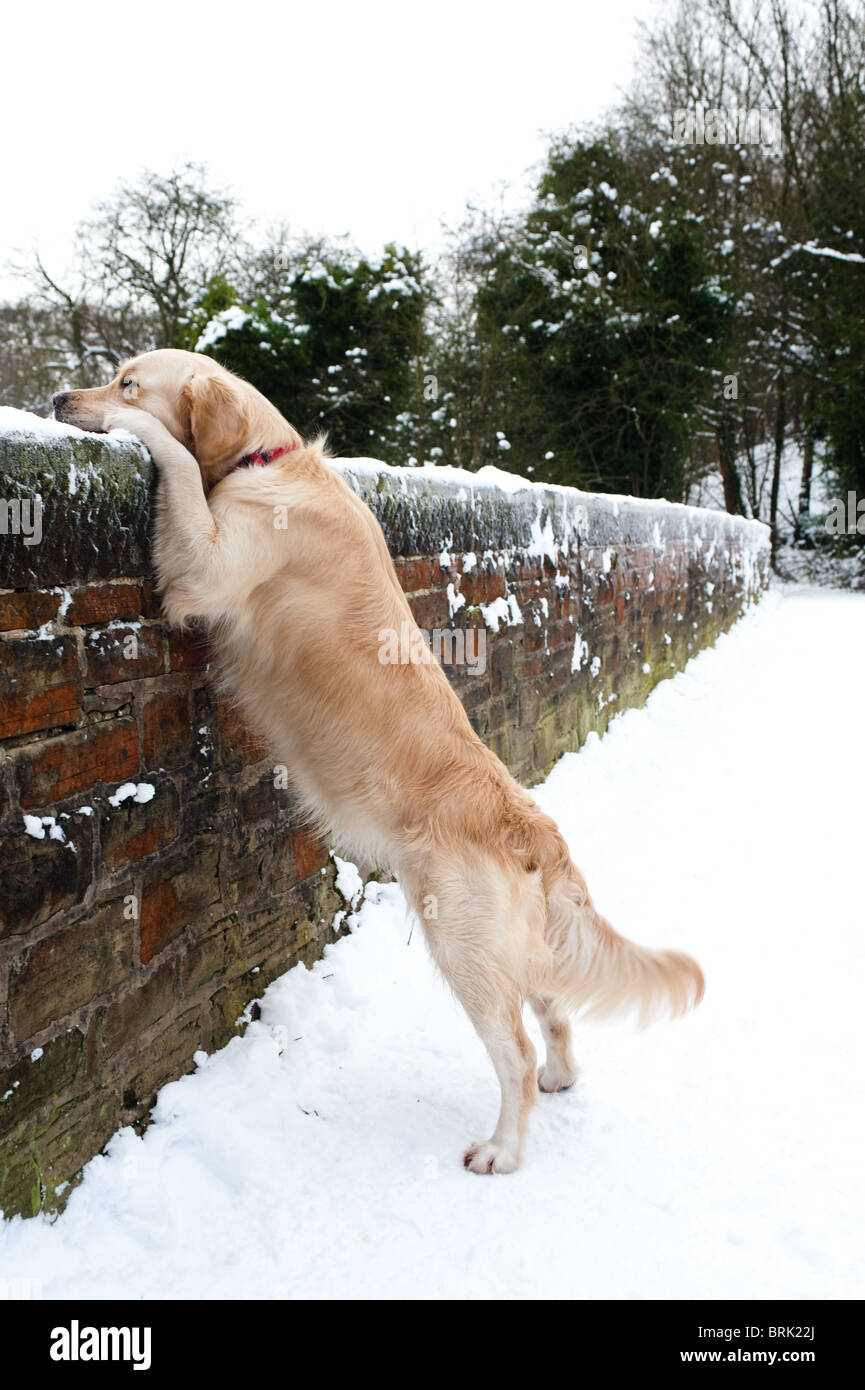 A golden retriever peeps over a wall Stock Photo - Alamy