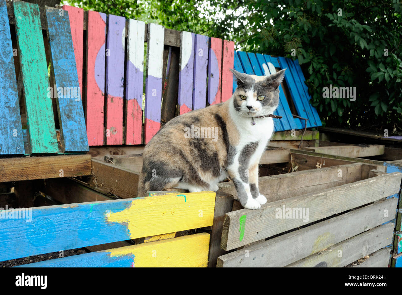 Cat sitting on colourful compost bins, Freightliners City Farm ...