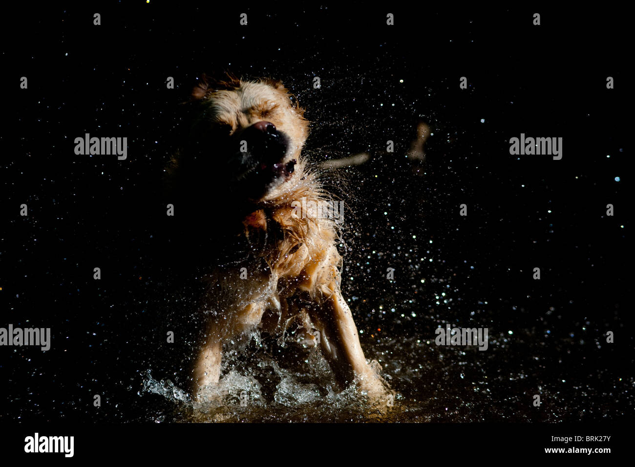 A dog shakes itself dry Stock Photo - Alamy