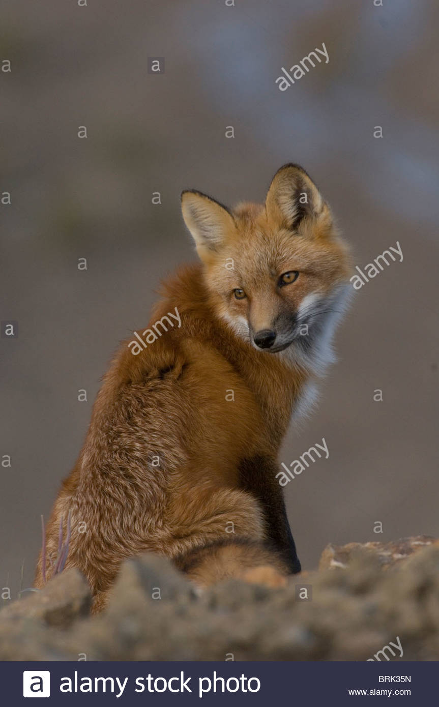 Rear View Red Fox Stock Photos & Rear View Red Fox Stock Images - Alamy