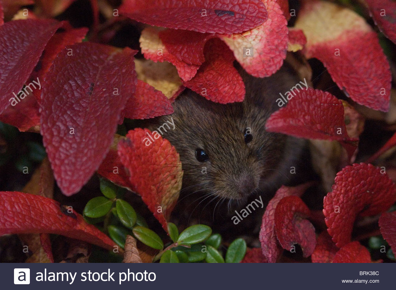 Red Backed Vole Stock Photos & Red Backed Vole Stock Images - Alamy