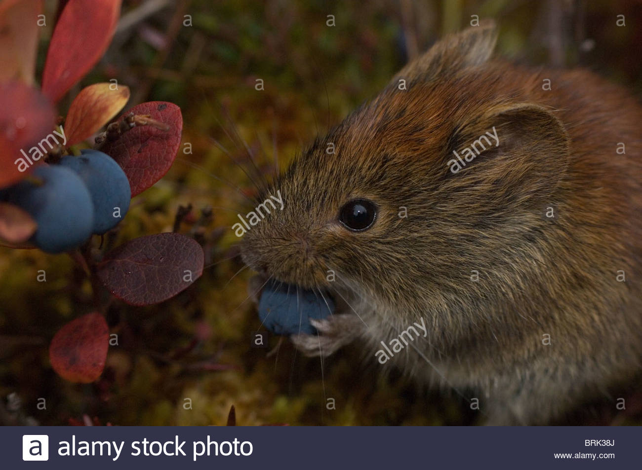 Red Backed Vole Stock Photos & Red Backed Vole Stock Images - Alamy
