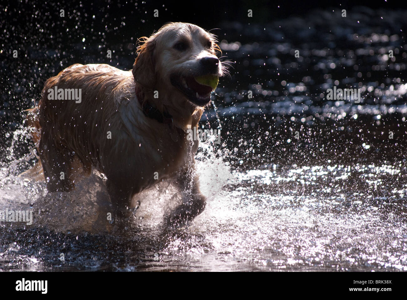 Golden retriever running out of a river Stock Photo - Alamy