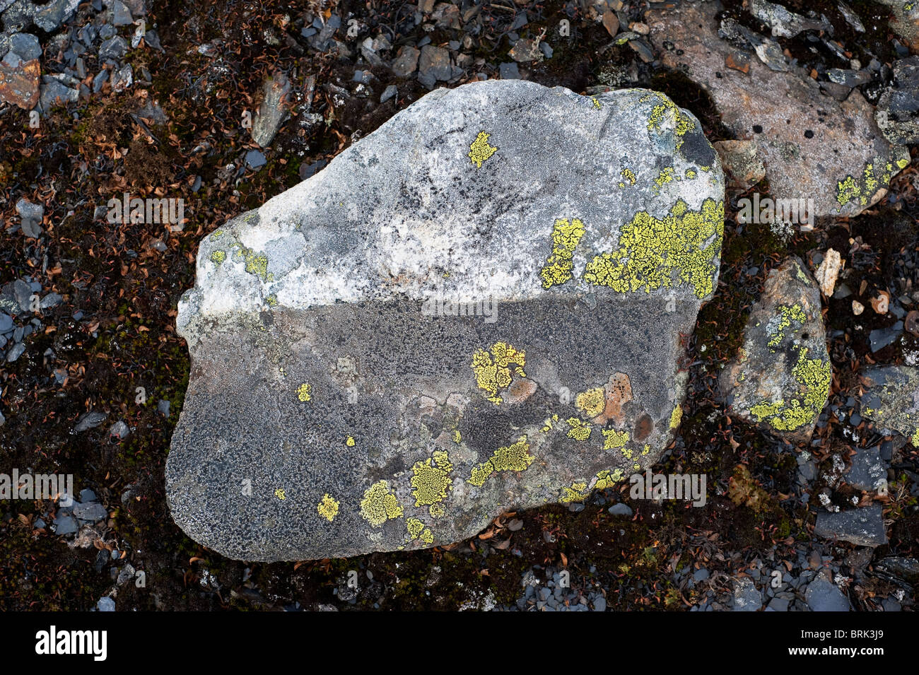 Rock fungi hi-res stock photography and images - Alamy