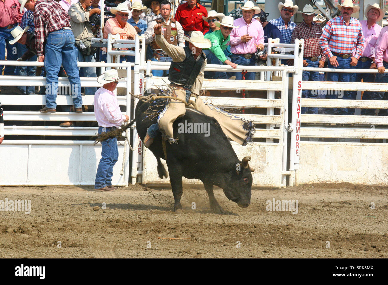Rodeo, Alberta, Canada, Bull Riding,. BULL RIDING. Cowboys pitting ...