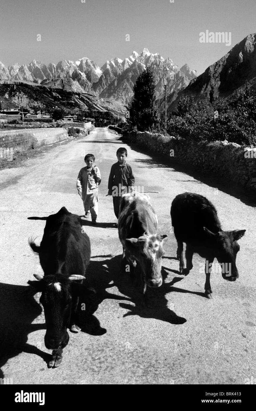 Child labor, young cattle ranchers, Gulmit, Pakistan Stock Photo - Alamy
