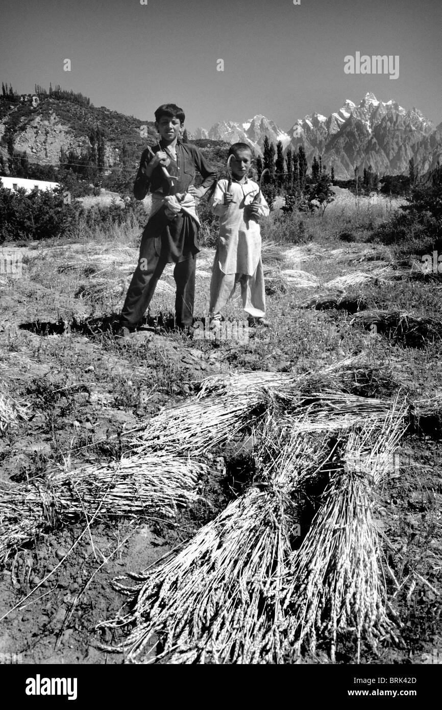 Child labor, children who reap the grain, Gulmit, Pakistan Stock Photo ...