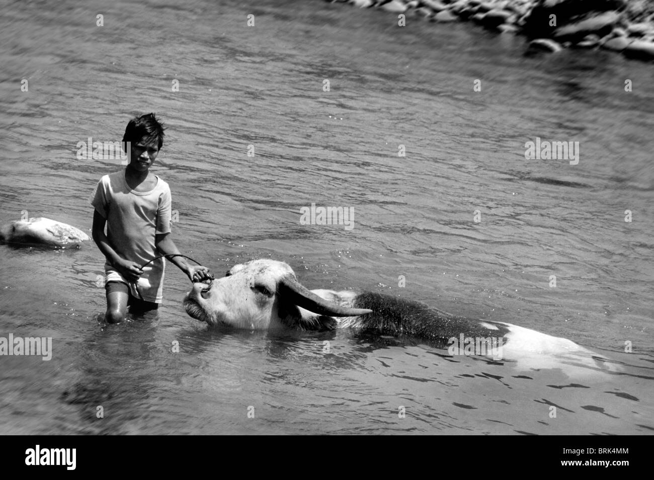 Child labor, young cattle rancher, Rantepao, Sulawesi, Indonesia Stock ...