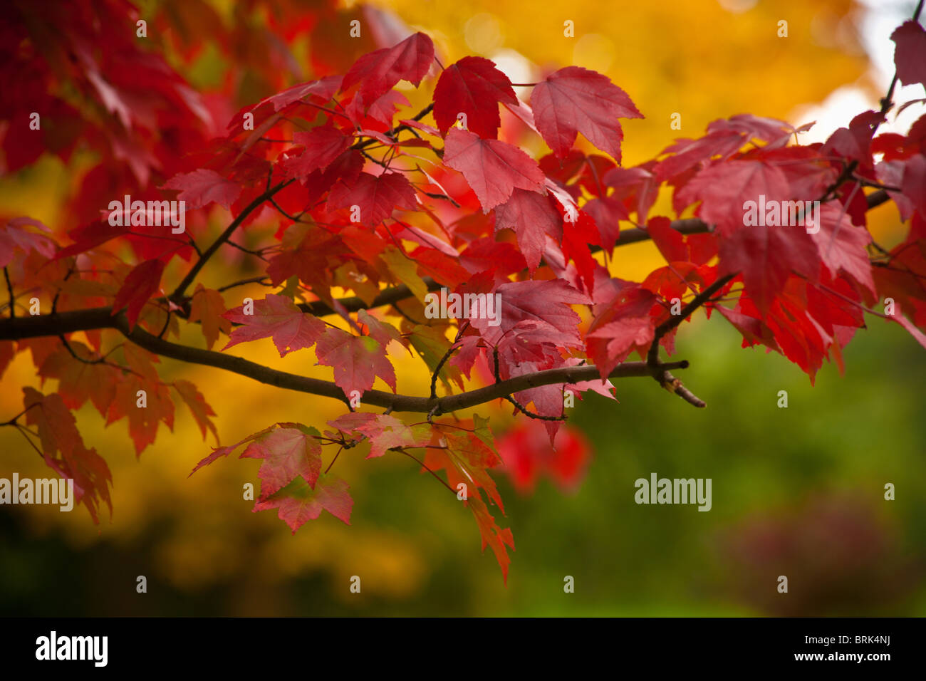Leaf blur hi-res stock photography and images - Alamy