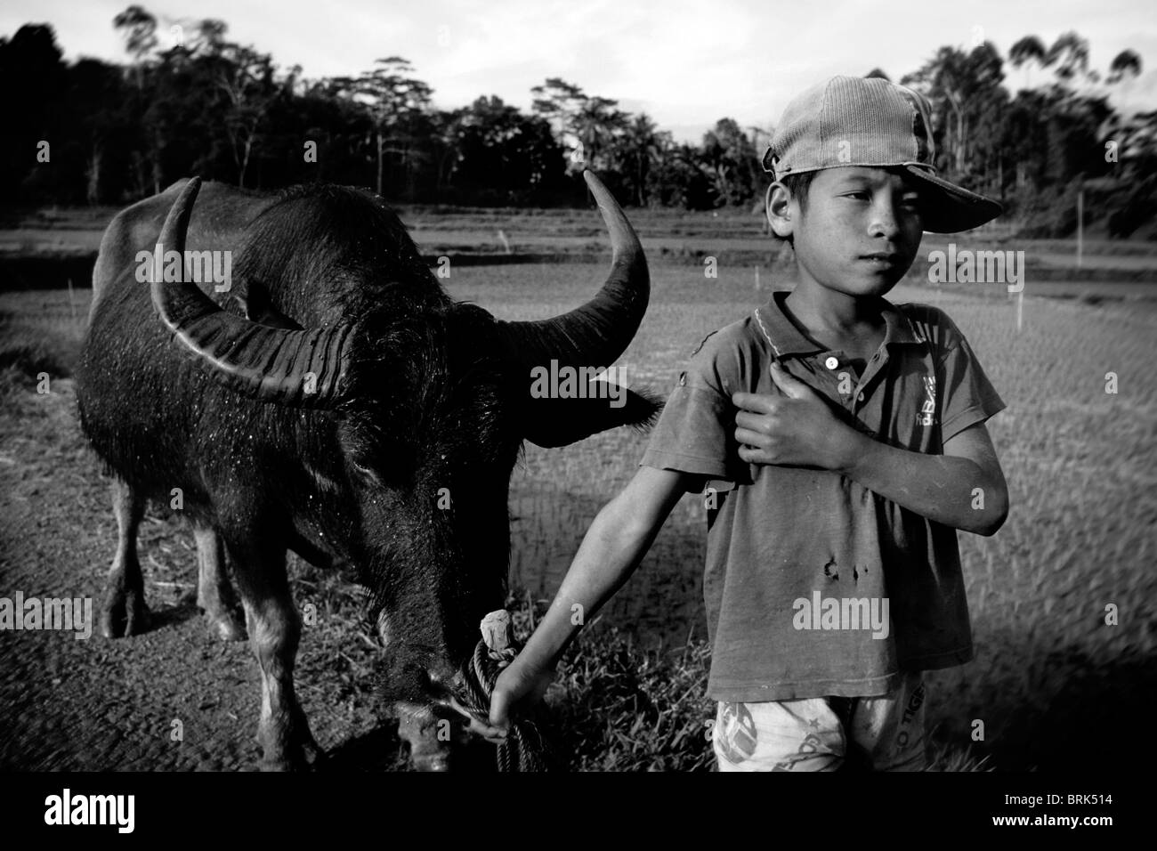 Child labor, young cattle rancher, Rantepao, Sulawesi, Indonesia Stock ...