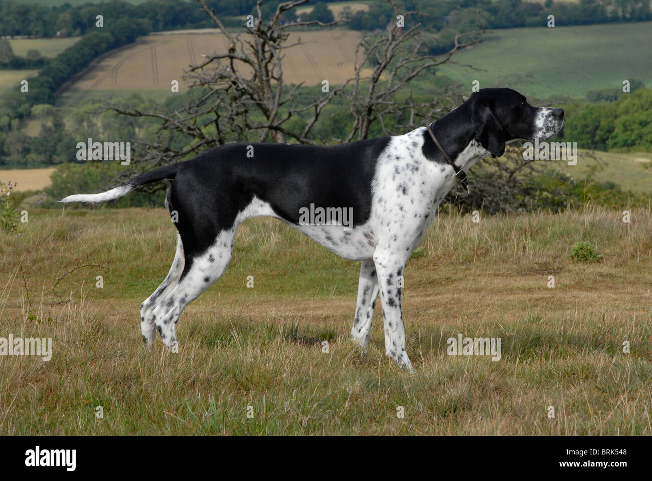 Adult black and white English pointer bitch working in the field ...