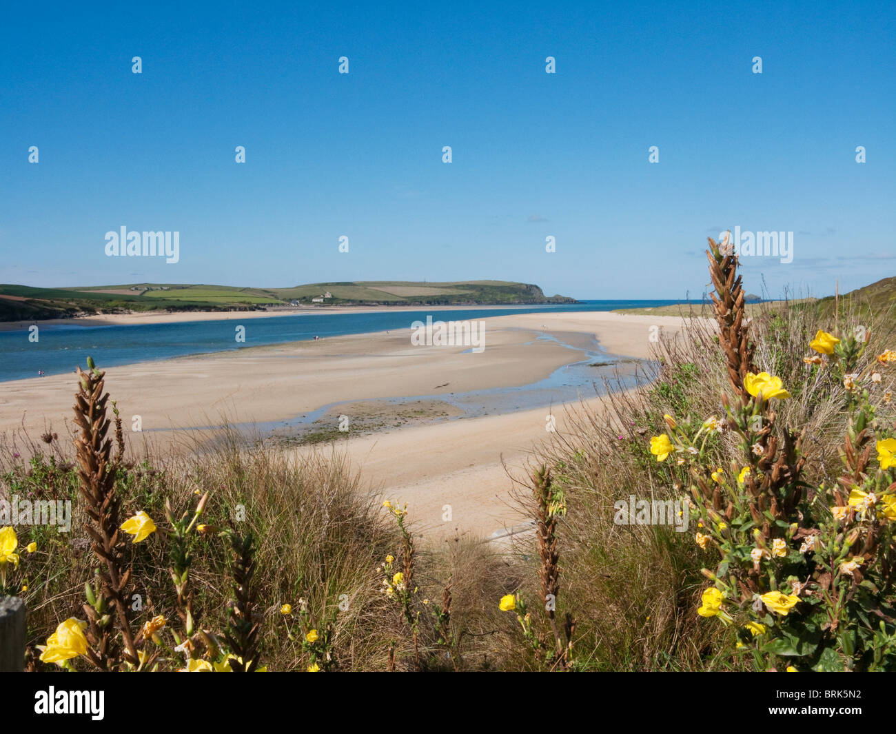 Camel alone on beach hi-res stock photography and images - Alamy