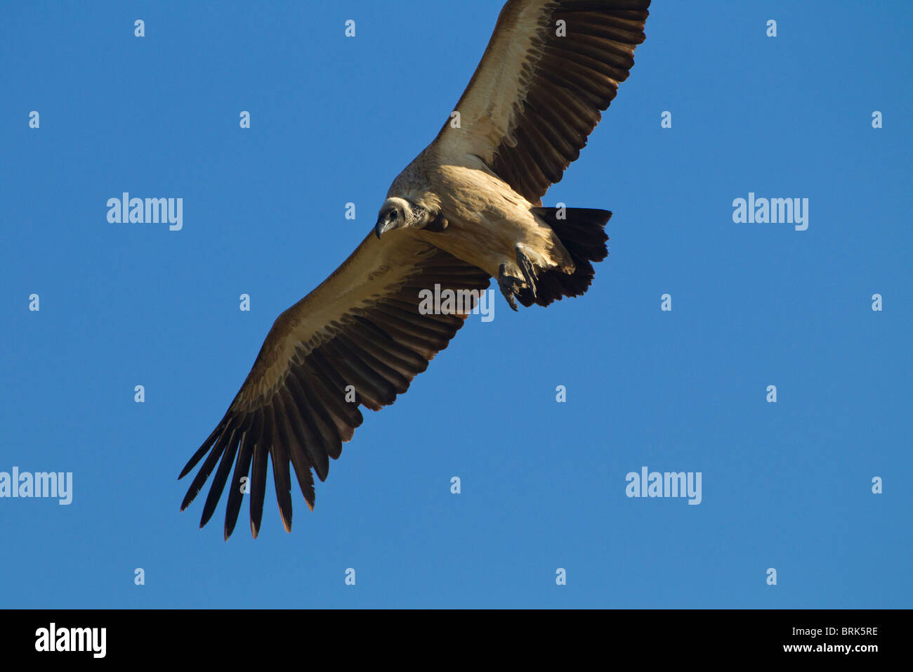 White-backed Vulture Flying Stock Photo - Alamy