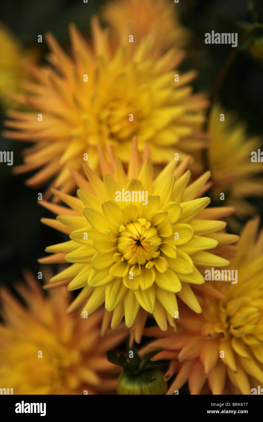 Dahlia (Ruskin Myra), giant decorative yellow flowers Stock Photo - Alamy