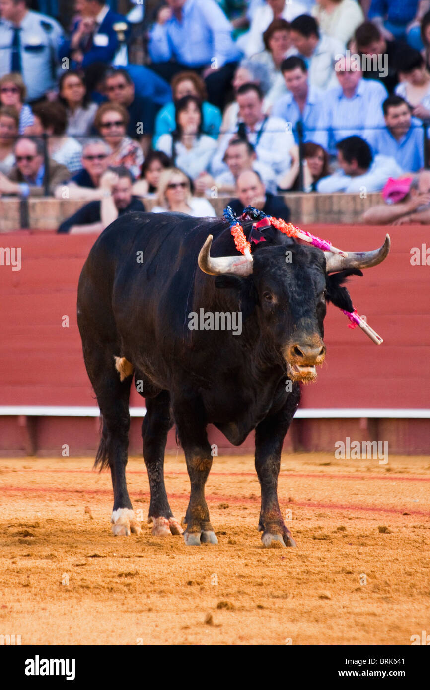 Tired bull hi-res stock photography and images - Alamy