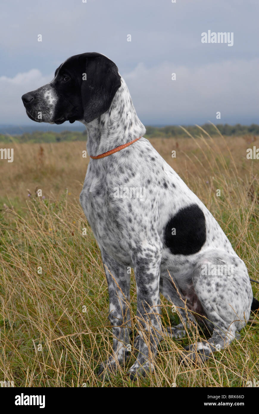 Young black and white English pointer bitch in the sit position in a ...