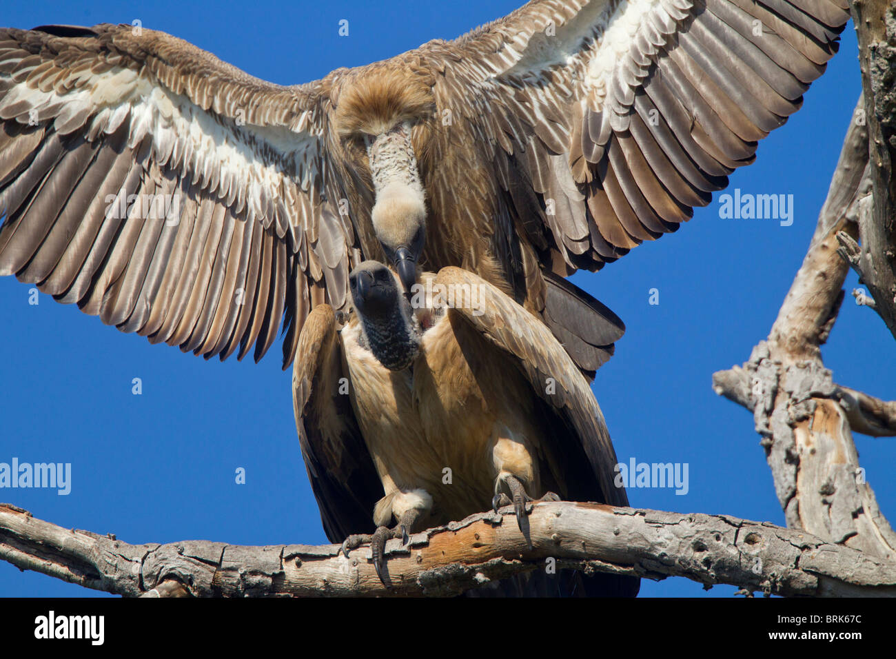 White backed vultures mating hi-res stock photography and images - Alamy