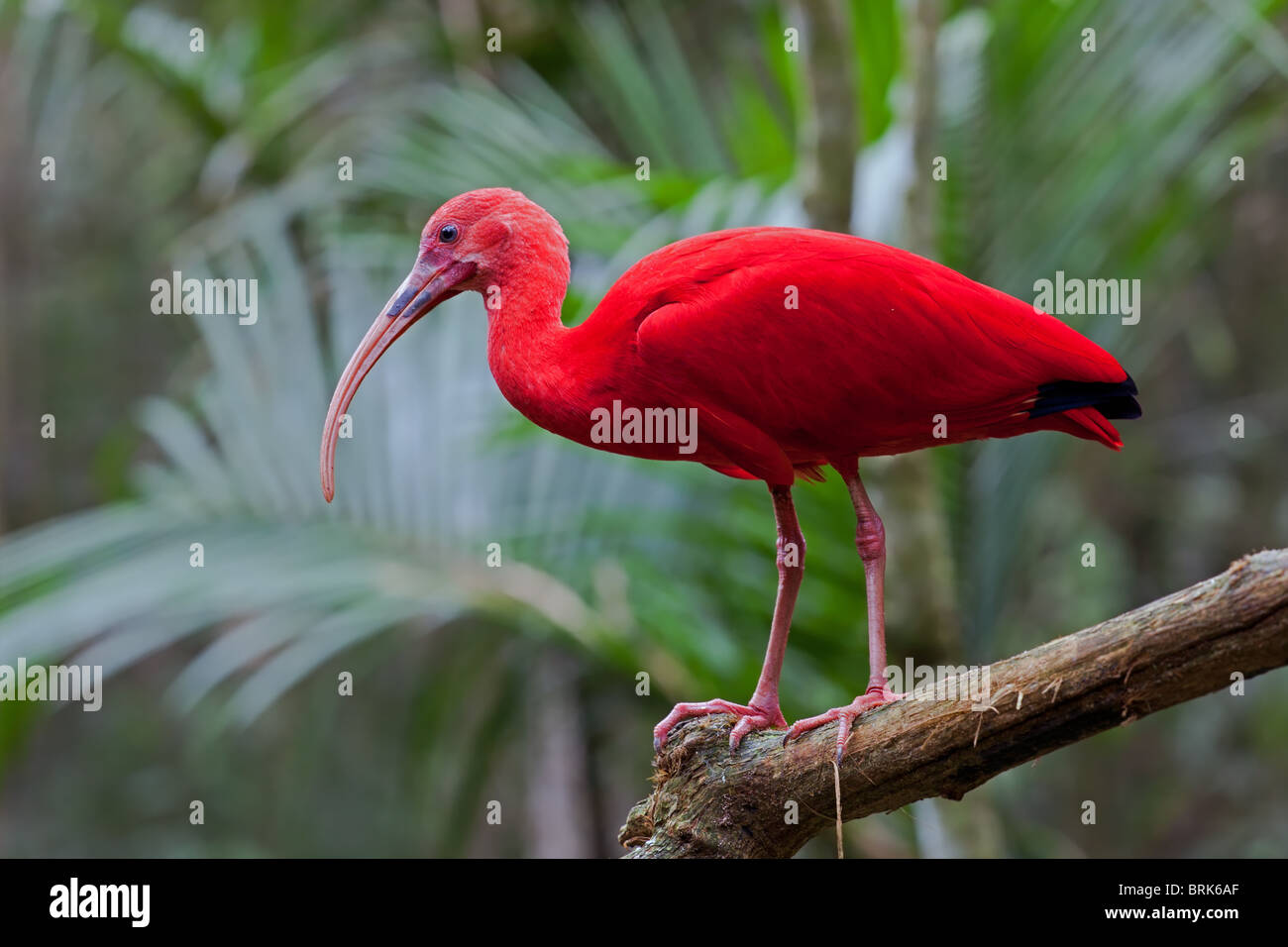 Scarlet ibis hi-res stock photography and images - Alamy