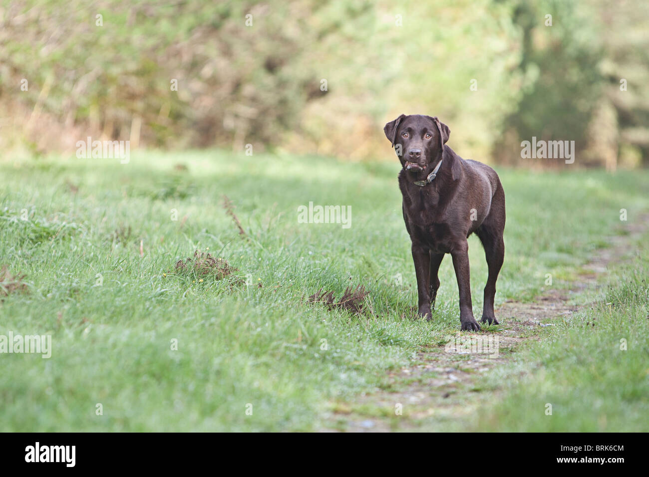 Shot of a Chocolate Labrador in the Countryside Stock Photo - Alamy