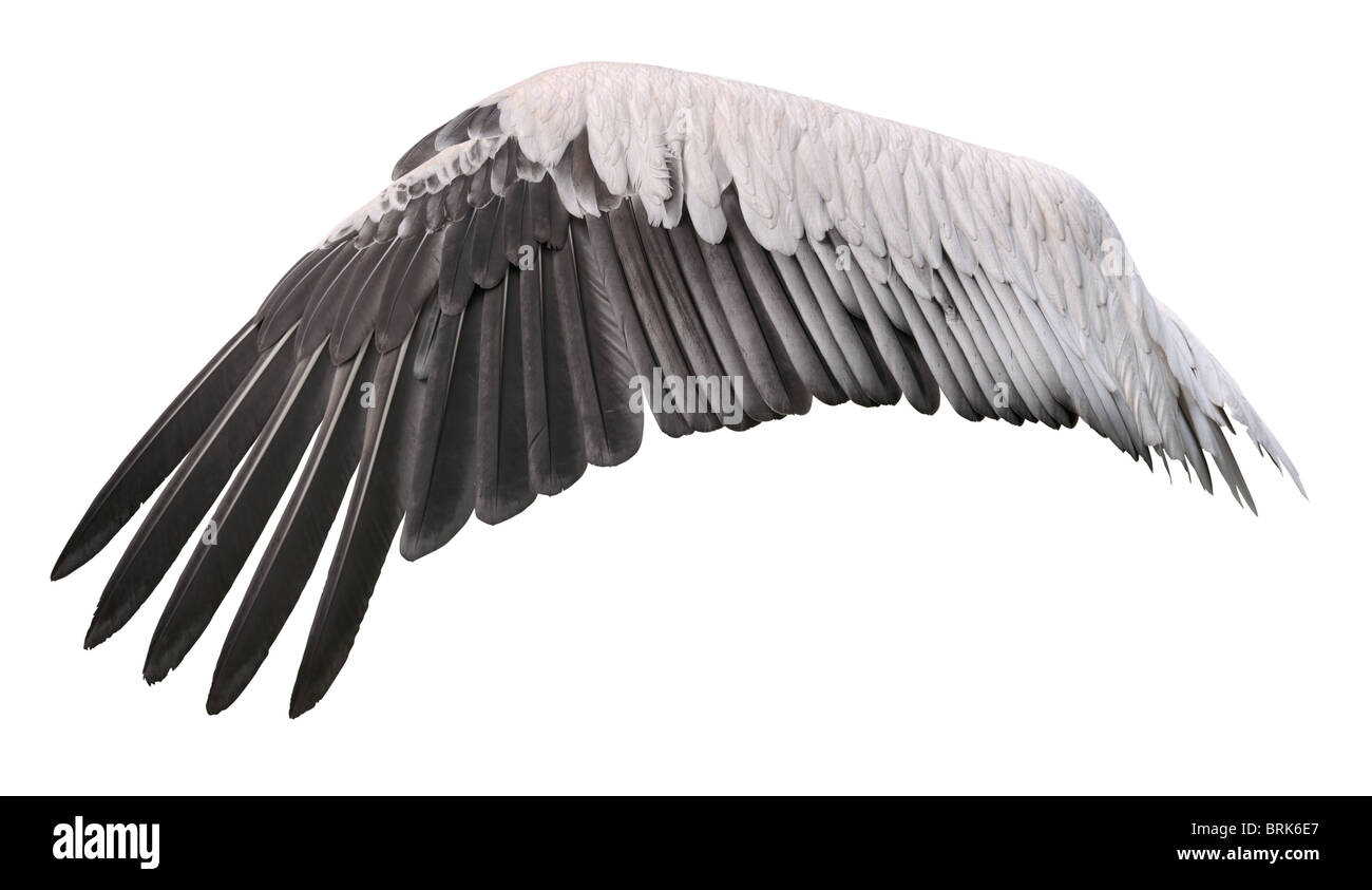 Bird Wing Outstretched Stock Photos & Bird Wing Outstretched Stock ...