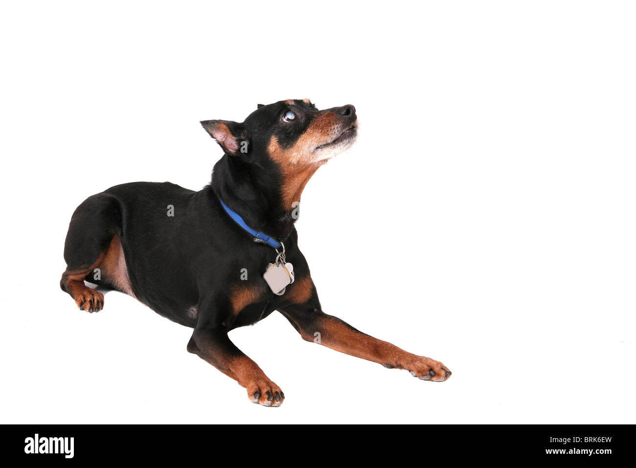 one cute black dog alone isolated on a white background Stock Photo - Alamy