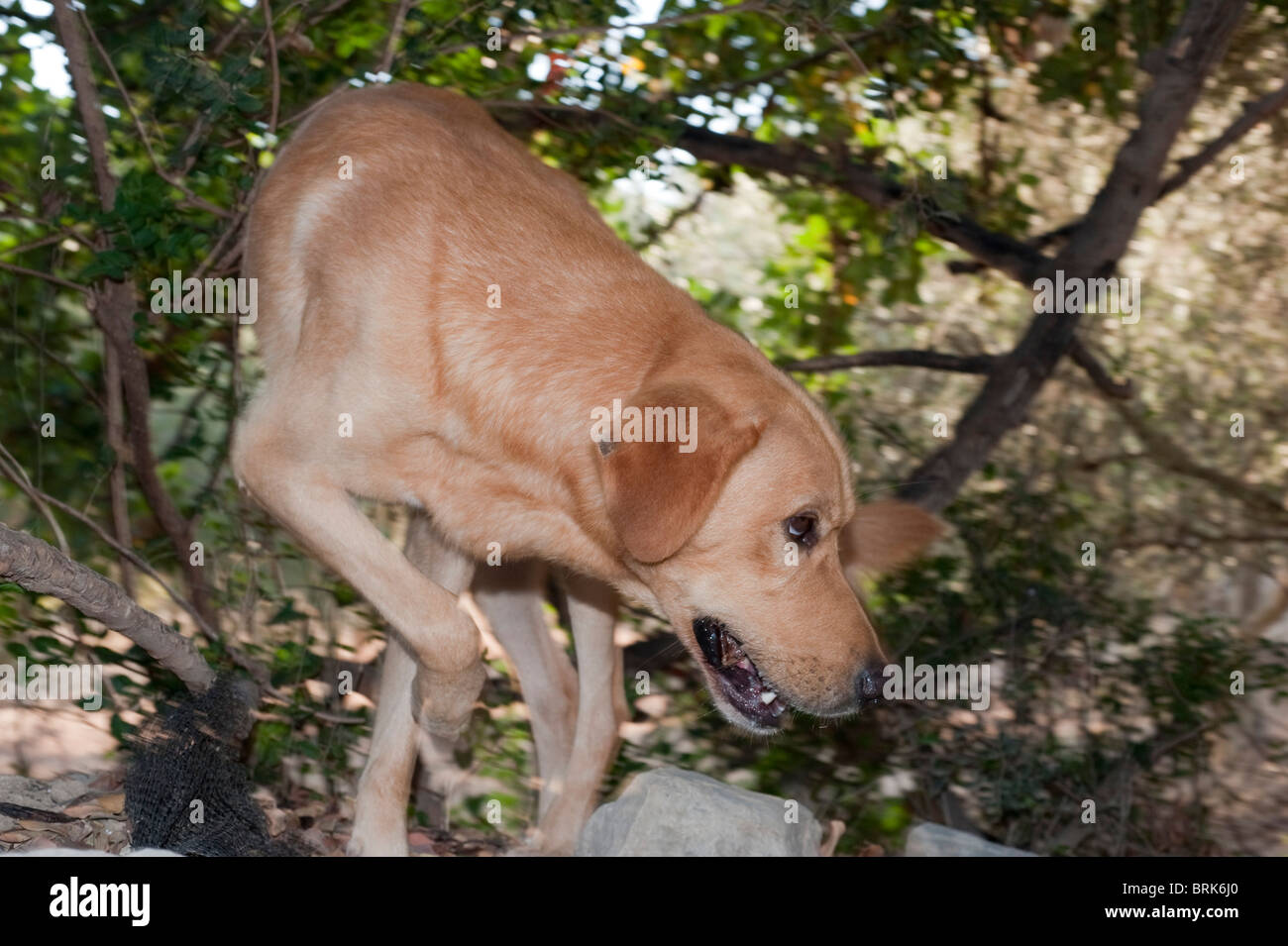 Fierce dog hi-res stock photography and images - Alamy