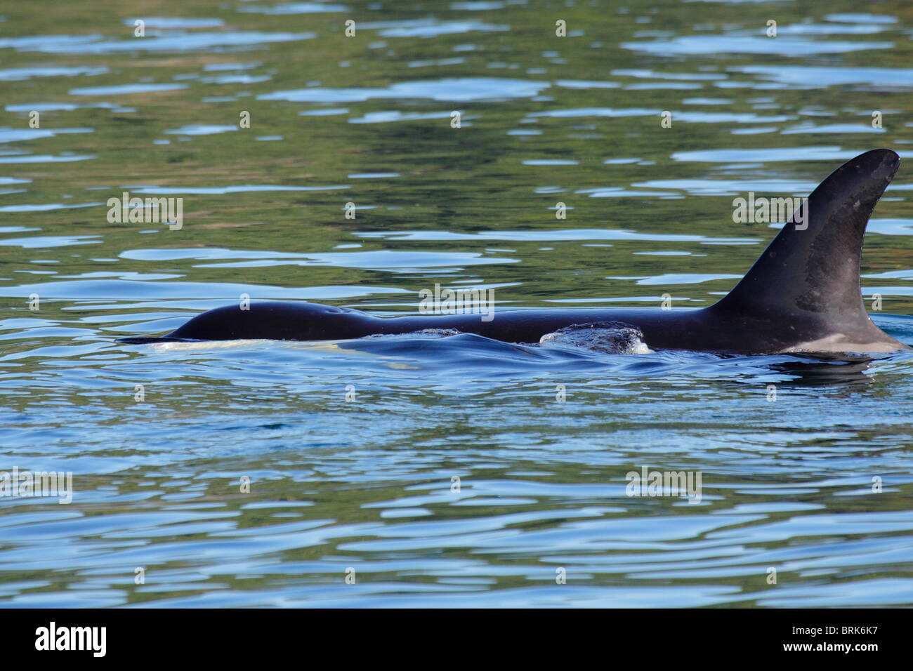 Large bull or male orca or killer whale hi-res stock photography and ...