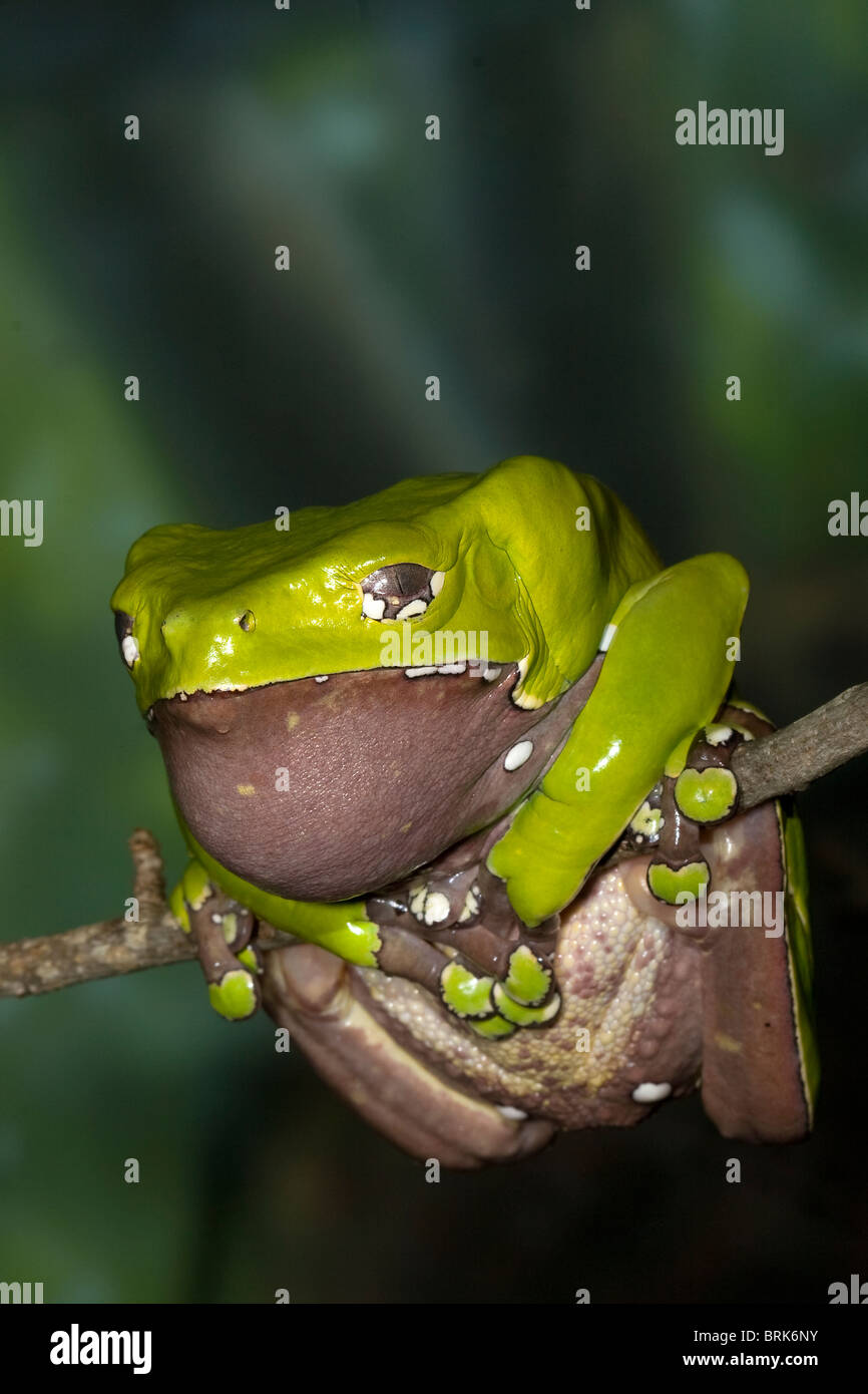 Giant Waxy Monkey Frog, Phyllomedusa bicolor, Amazon Rainforest Stock ...
