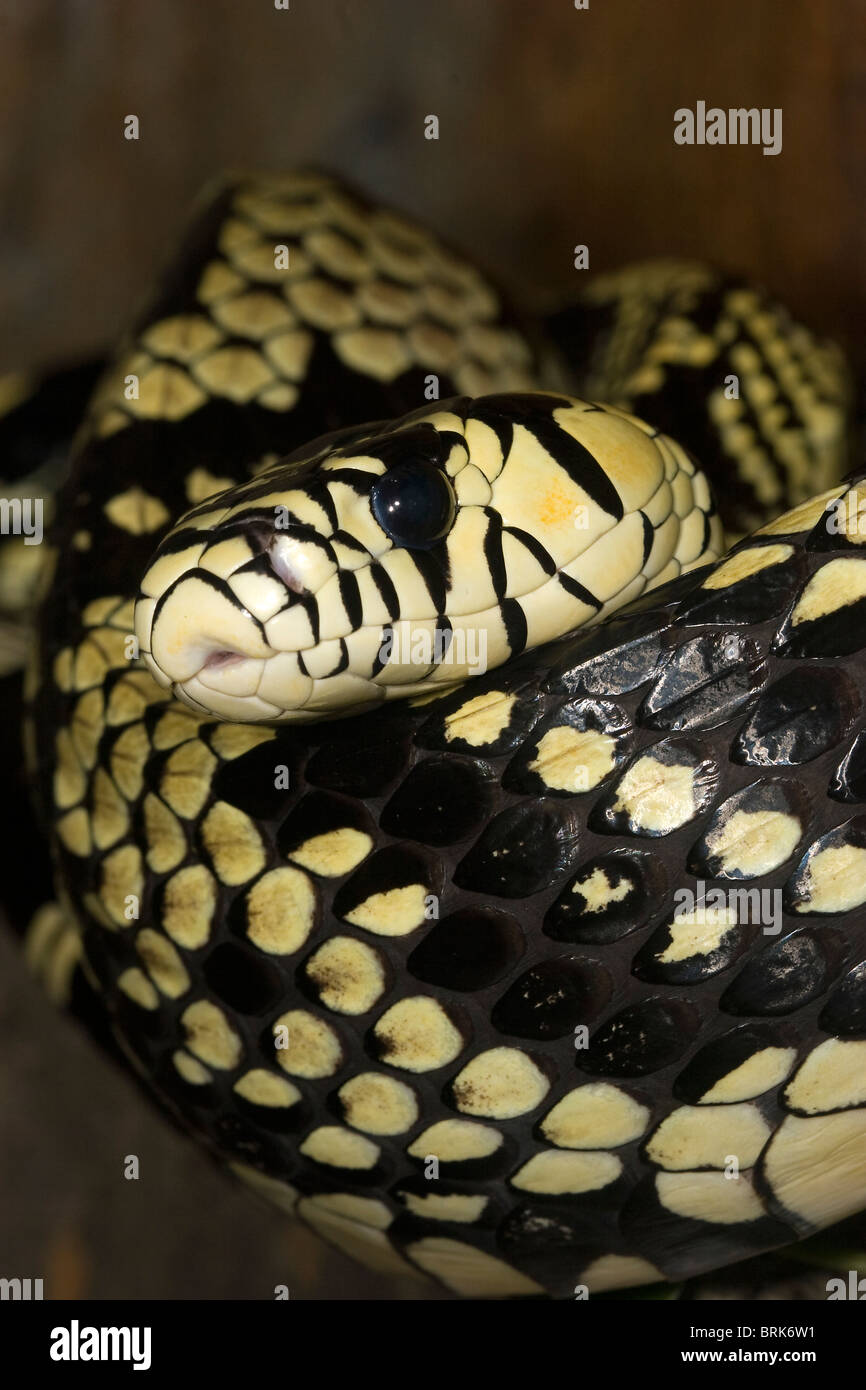 Tiger Ratsnake, Tigra cazadora, Spilotes pullatus, Central and northern ...