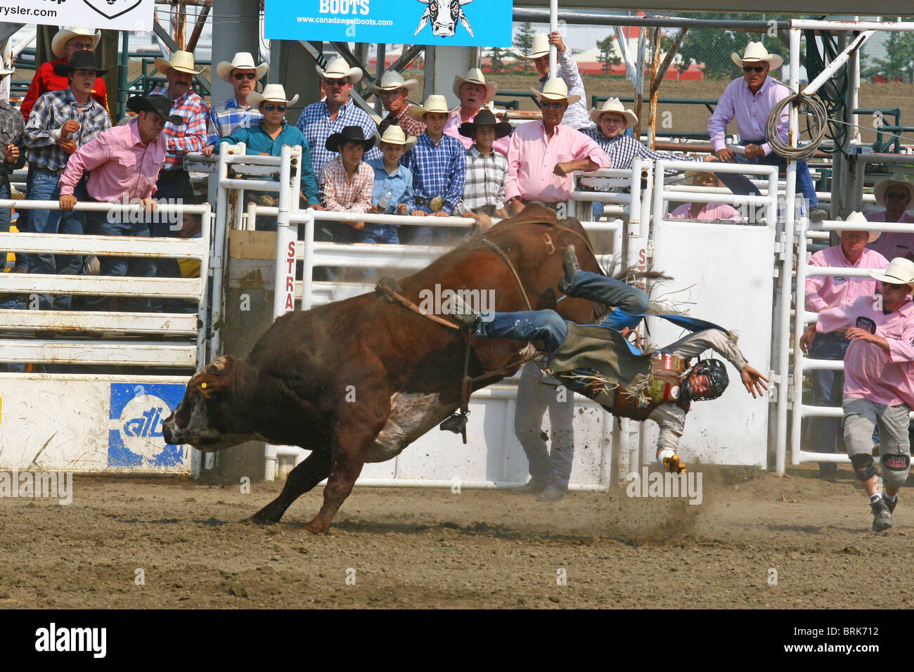 Rodeo, Alberta, Canada, Bull Riding,. BULL RIDING. Cowboys pitting ...
