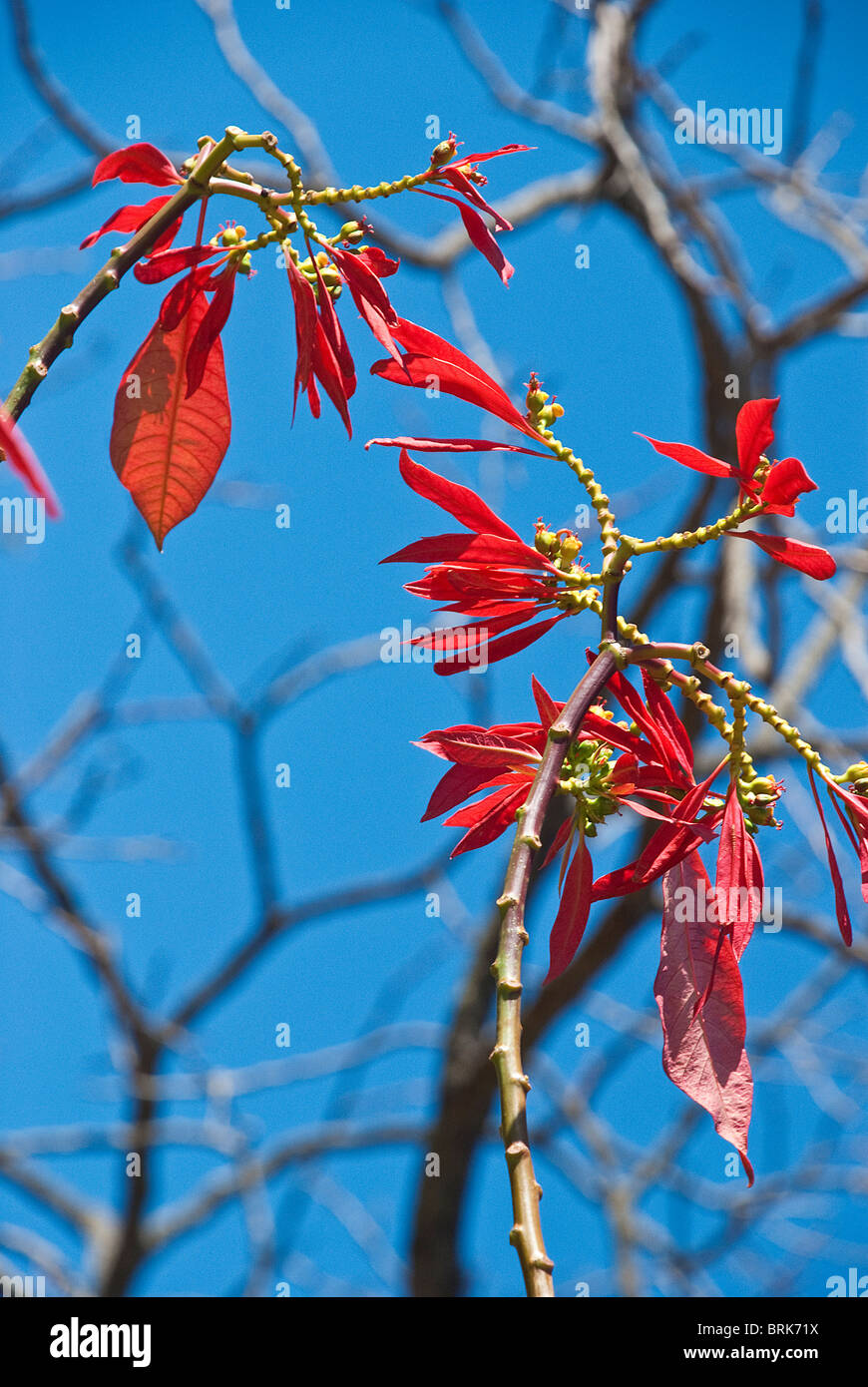 Trees & Plants in Brazil Stock Photo - Alamy