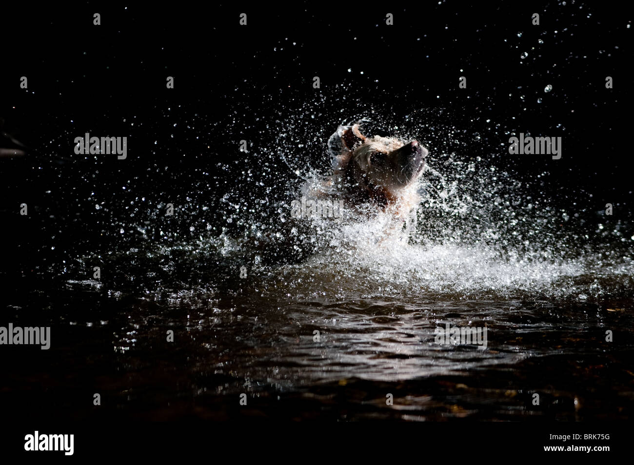 A dog shakes itself dry Stock Photo - Alamy