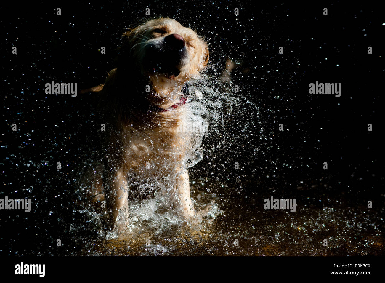 A dog shakes itself dry Stock Photo - Alamy