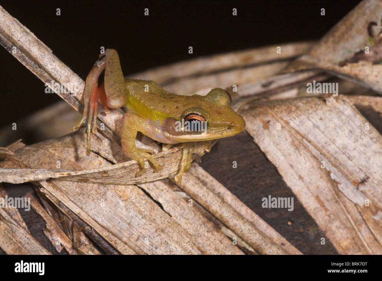 Dark-eared Tree Frog Polypedates macrotus Stock Photo - Alamy