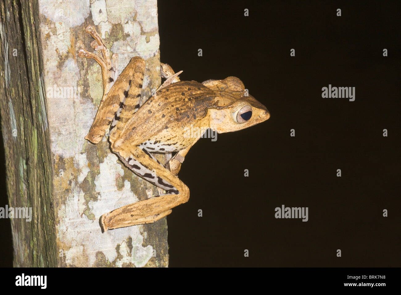File-eared Tree Frog Polypedates otilophus Stock Photo - Alamy