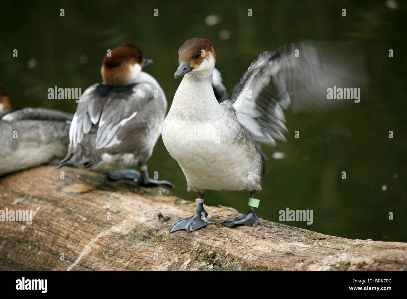 Female Smew (Mergus albellus) flapping its wings Stock Photo - Alamy