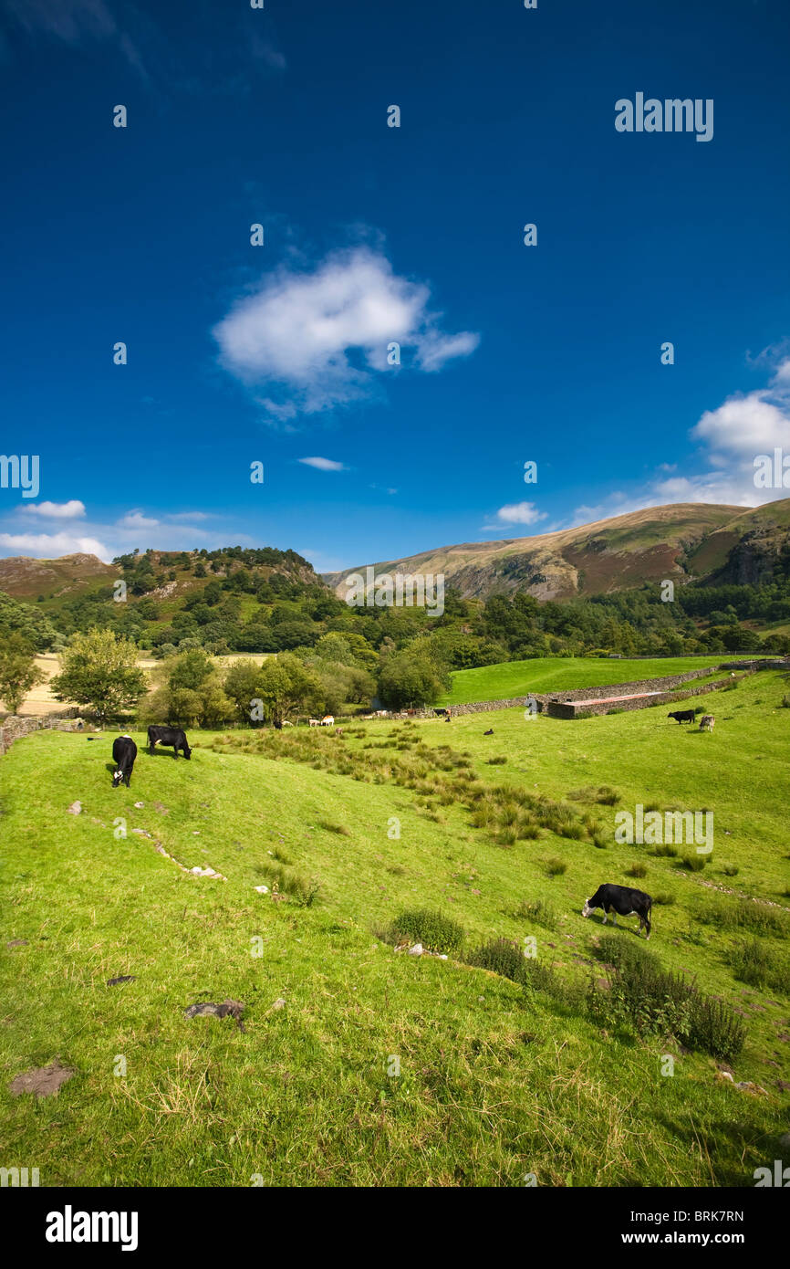 Cattle in a field at Bridge End Farm, Cumbria, England Stock Photo - Alamy