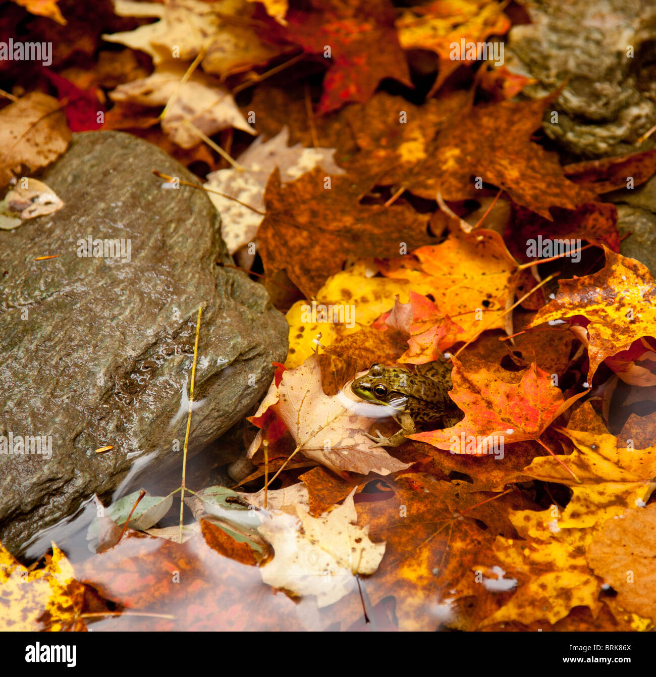 Small frog in autumn leaves in a river with its head peeping above the ...