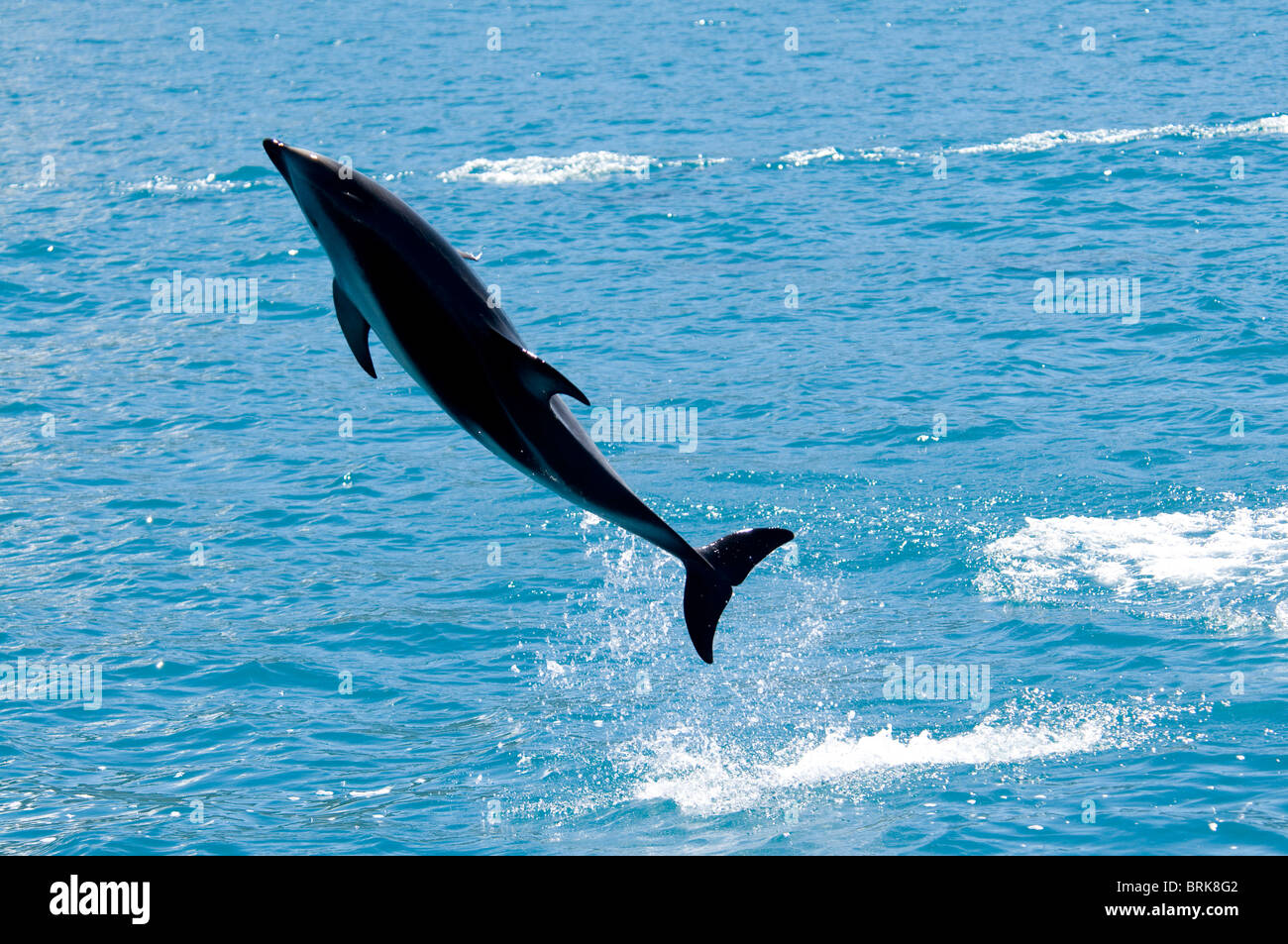 Dusky Dolphin Lagenorhynchus obscurus jumping in the Pacific Ocean near ...