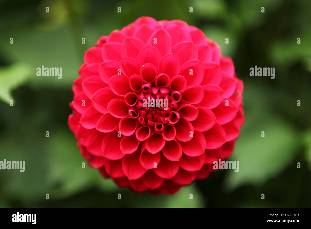 Red dahlia pompon flower hi-res stock photography and images - Alamy