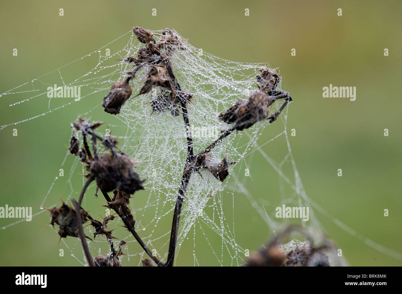 dew on spider's web Stock Photo - Alamy