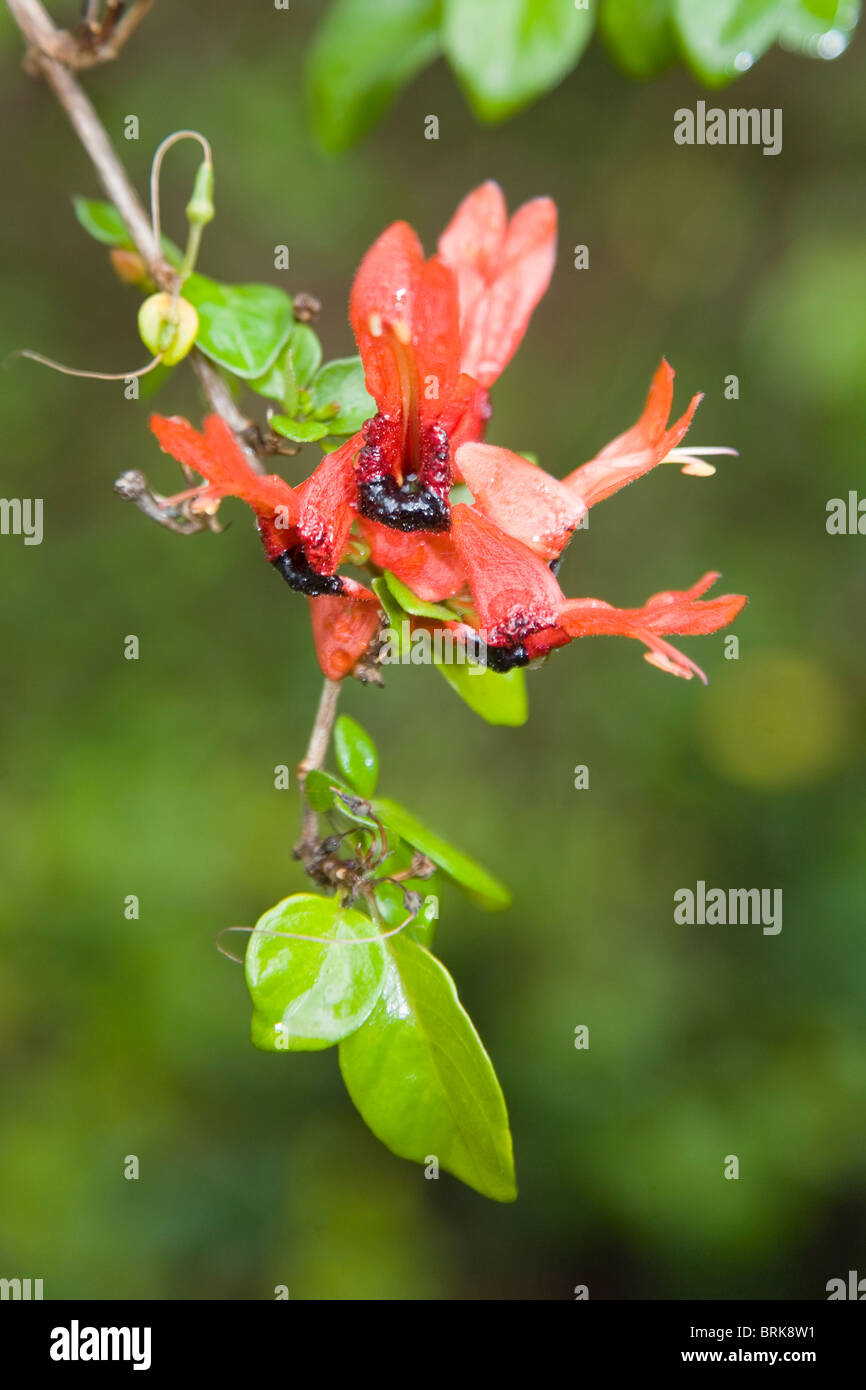 Ruttya fruticosa hi-res stock photography and images - Alamy