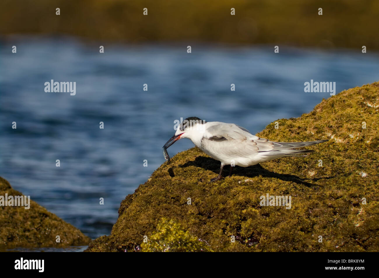 Common Tern eating a fish by the rocks during sea low tide Stock Photo ...