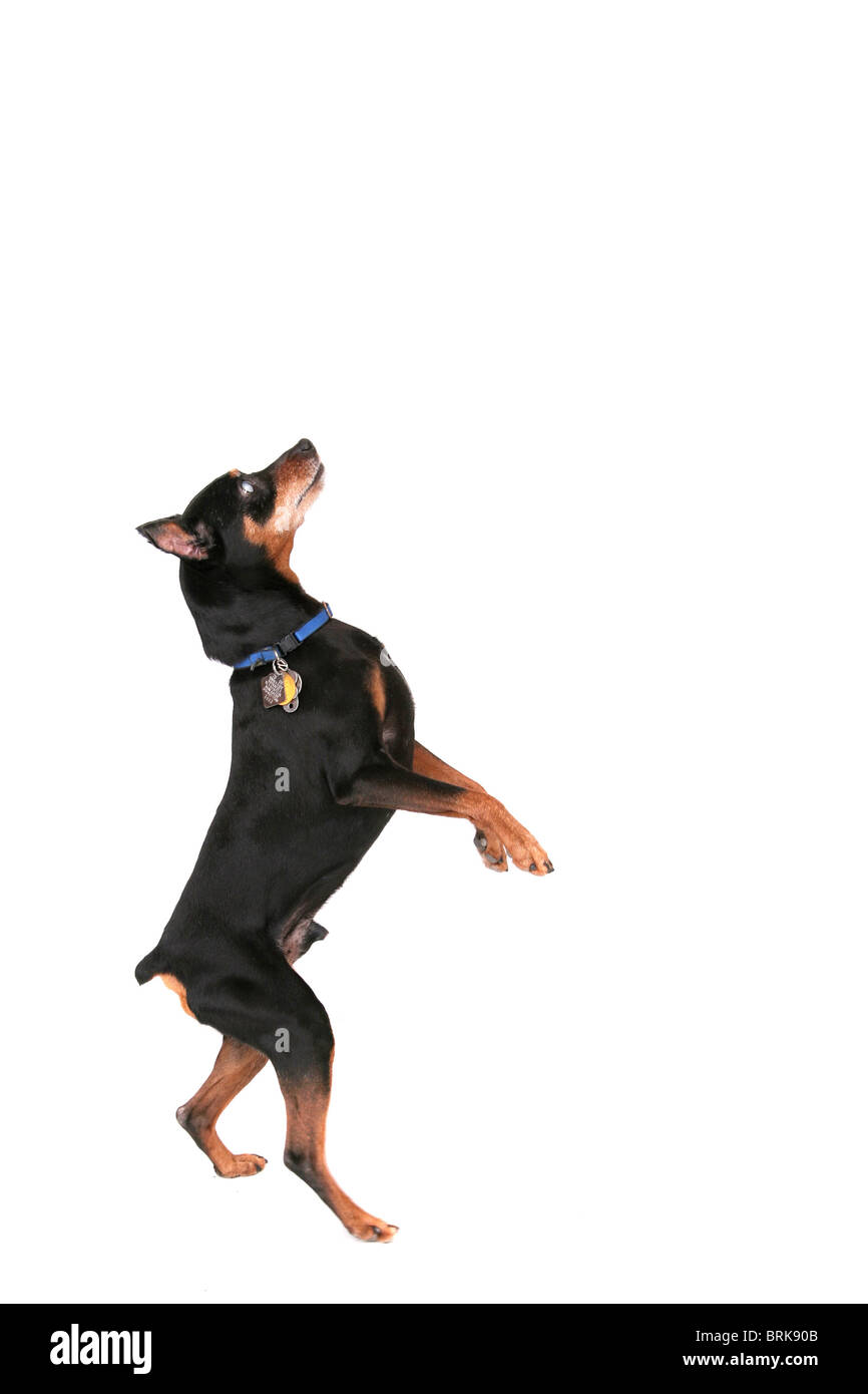 one cute black dog alone isolated on a white background Stock Photo - Alamy