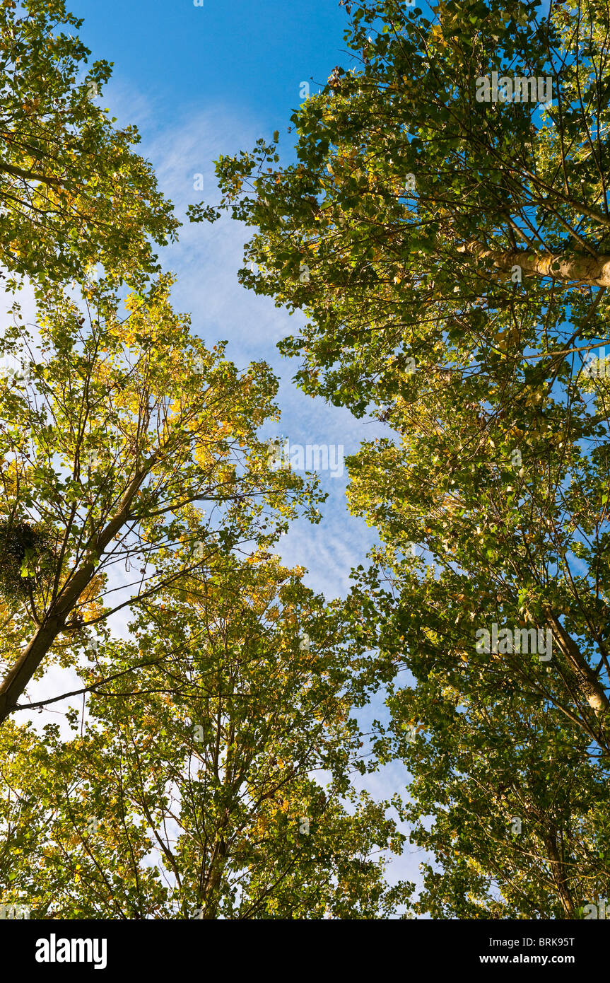 Poplar branches hi-res stock photography and images - Alamy
