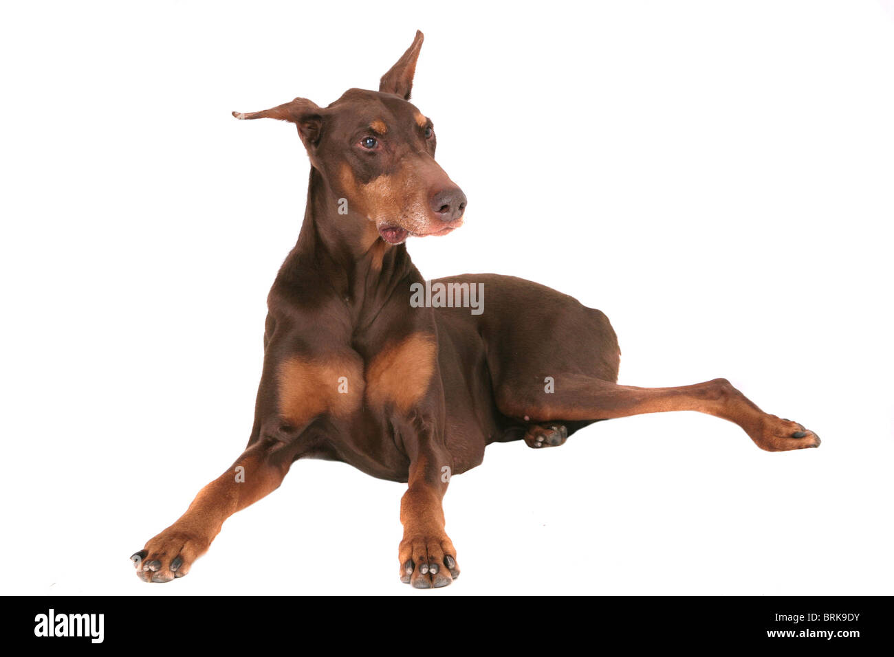 one cute brown dog sitting alone isolated on a white background Stock ...