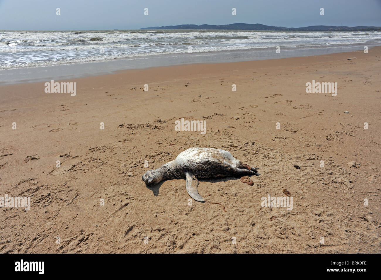 A dead penguin washed up on Rasa beach in Buzios in the aftermath of ...