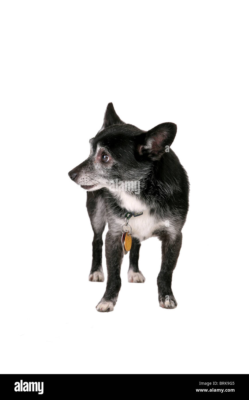 one cute black dog alone isolated on a white background Stock Photo - Alamy